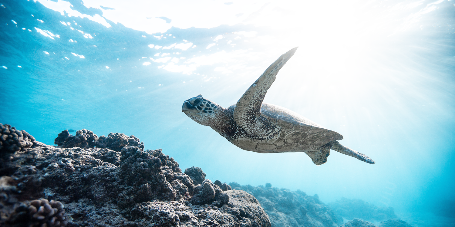 Sea Turtle Symbolism – Charming Shark Retail